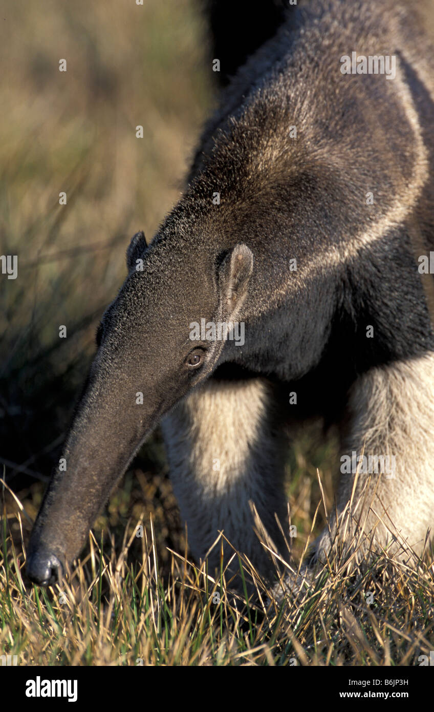 South America, Brazil, Pantanal Giant anteater (Myrmecophaga tridactyla ...
