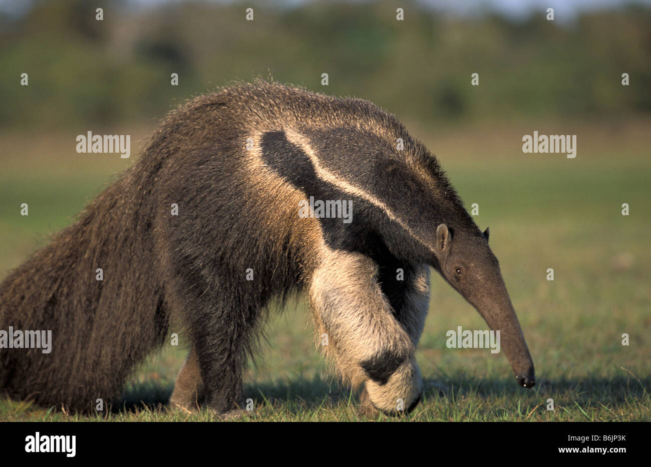 South America, Brazil, Pantanal, Nhecolandia Giant anteater ...