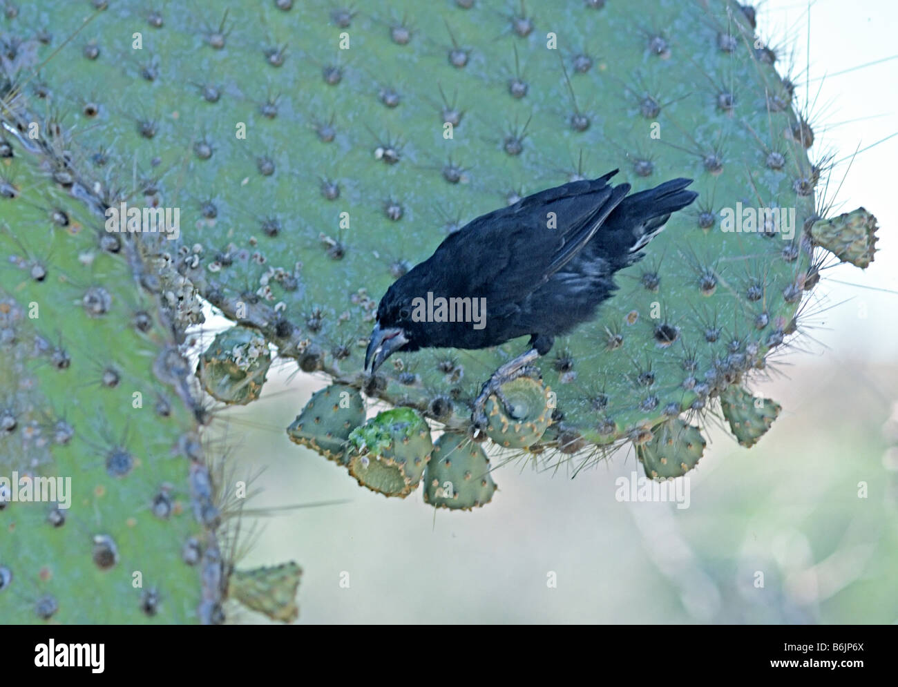 South America, Ecuador, Pacific Ocean, Galapagos Islands. Male Common ...