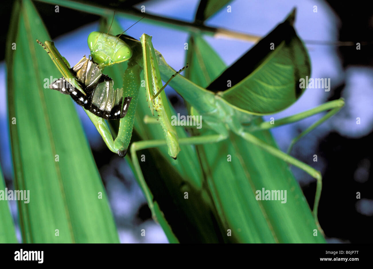 South America, Ecuador, Amazon. Preying Mantis (Mantidae fam Stock ...