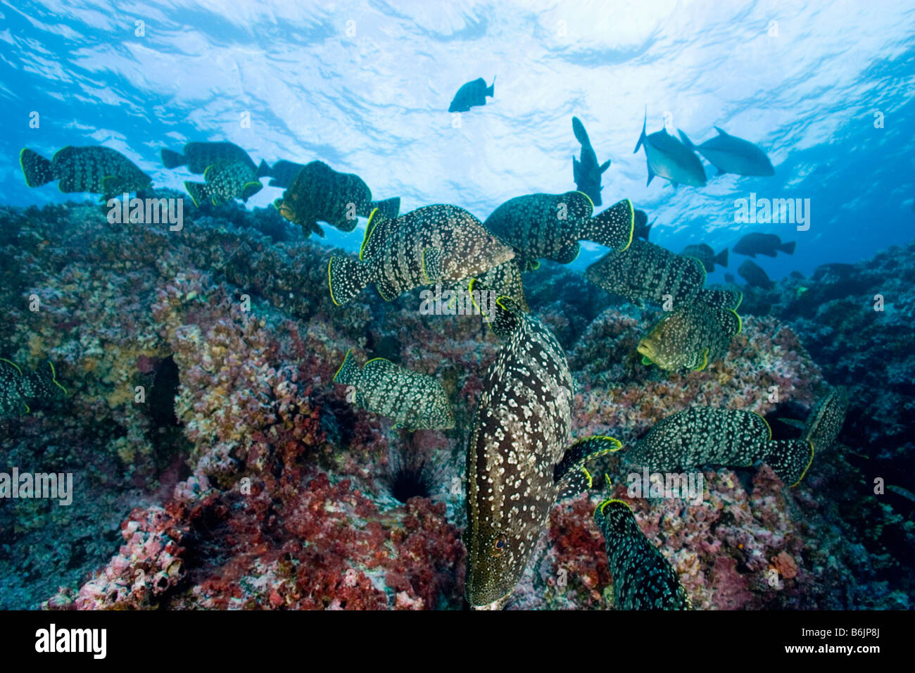 Ecuador, Galapagos Islands National Park, Leather Bass (Dermatolepis ...