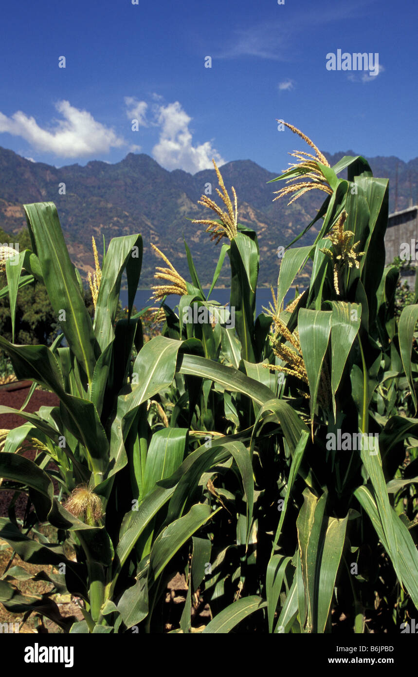Corn growing guatemala hi-res stock photography and images - Alamy