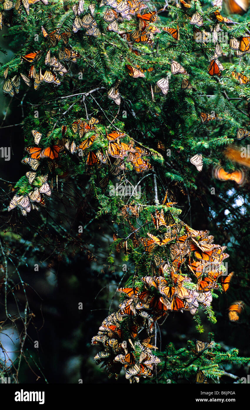 Oyamel fir tree hi-res stock photography and images - Alamy