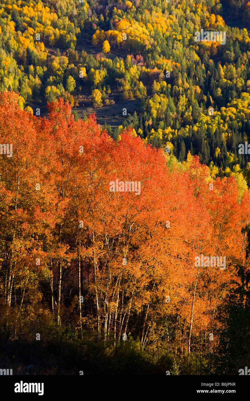 Sequoia china hi-res stock photography and images - Alamy