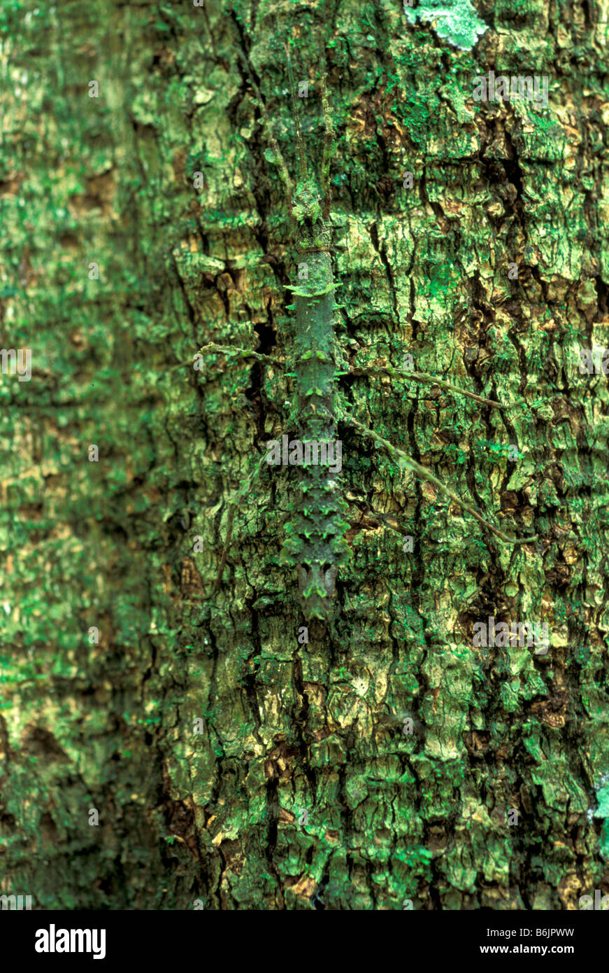 Central America, Panama, Barro Colorado Island. Well camouflaged stick ...