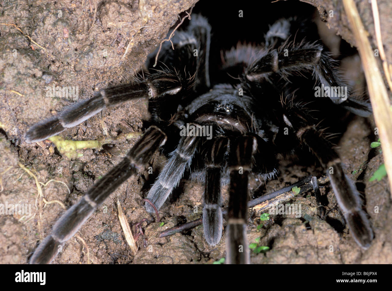CA, Panama, Barro Colorado Island, tarantula Stock Photo - Alamy