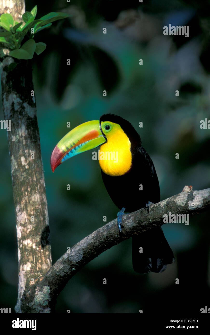 CA, Panama, Soberania National Park, Keel-billed Tucan (Ramphastos ...