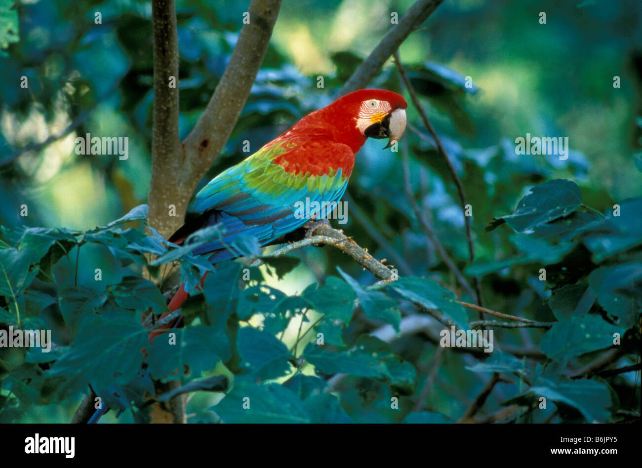 Peru, Amazon Region. Green Winged Macaw along Tambopata River Stock ...