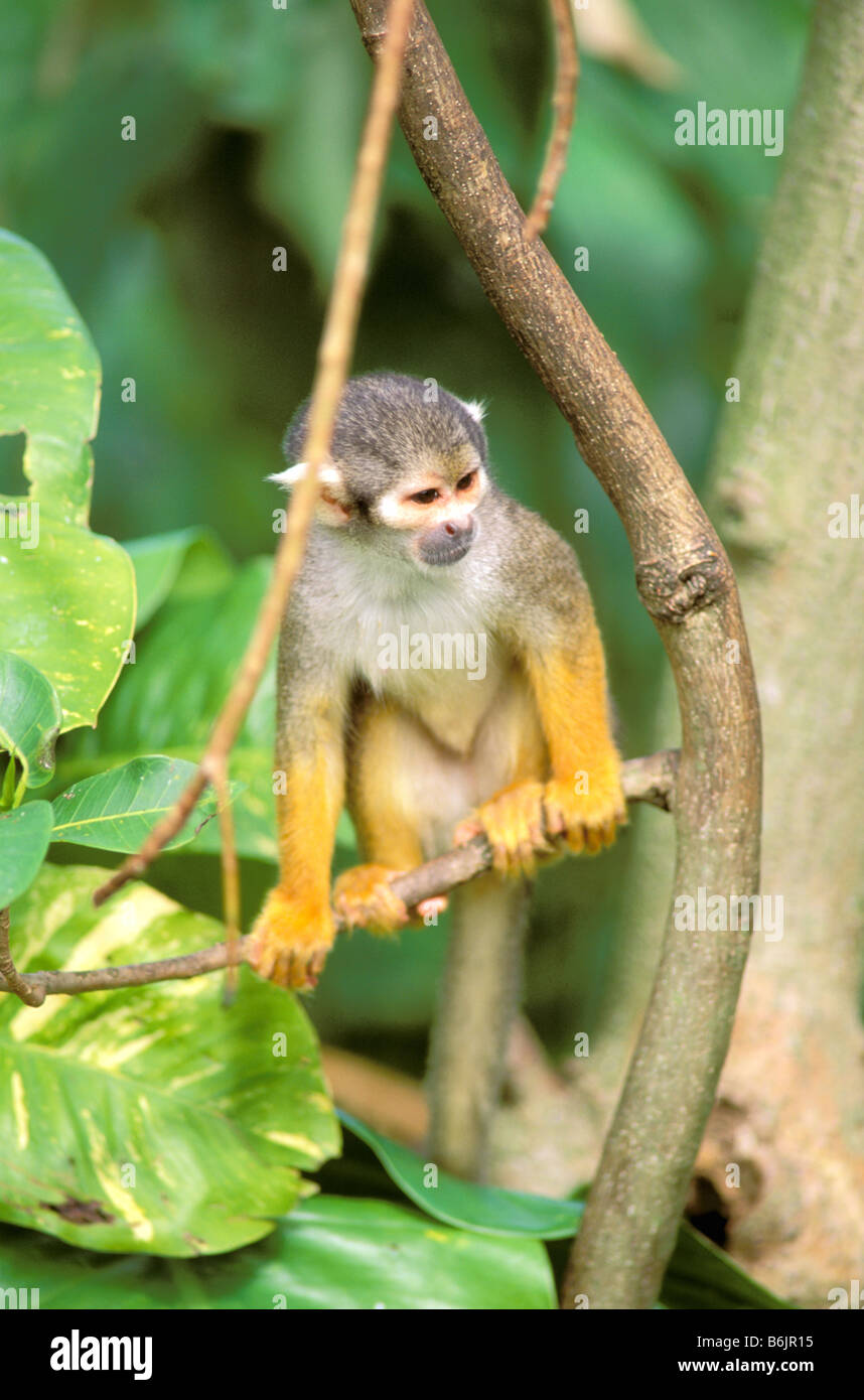 South America, Peru, Manu National Park, Rainforest. Squirrel Monkey ...