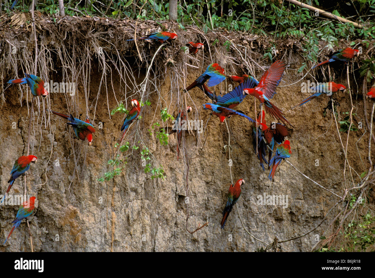 Scarlet macaw nest hi-res stock photography and images - Alamy