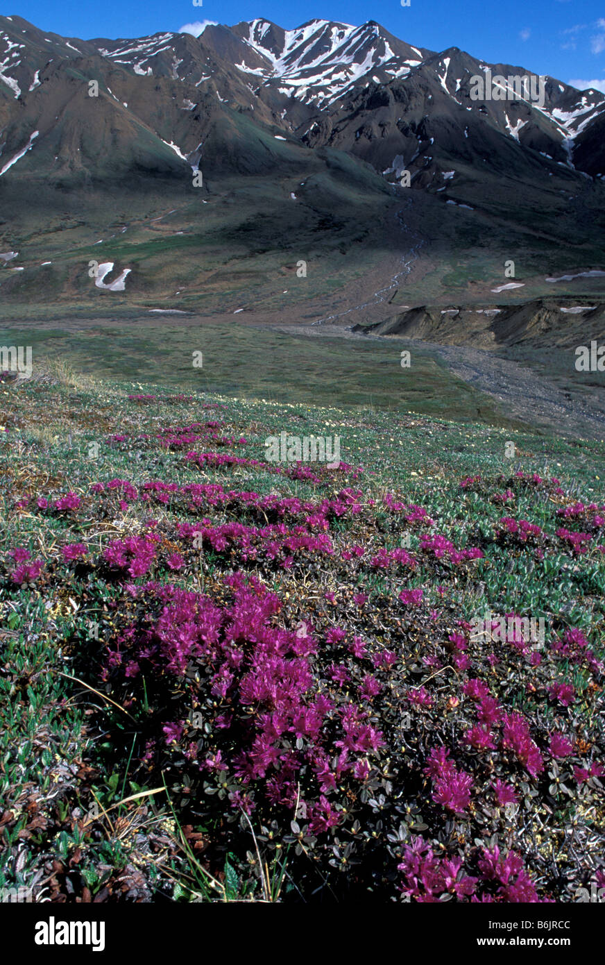 USA, Alaska, Denali NP Wildflowers bloom on alpine tundra at Highway ...