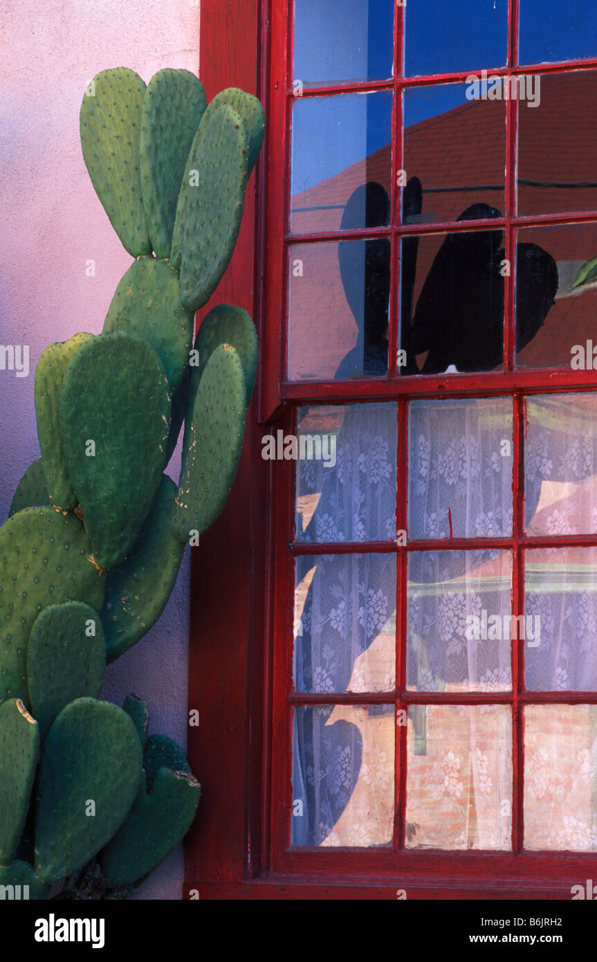North America, U.S.A., Arizona, Tucson, Barrio District, Cactus in ...