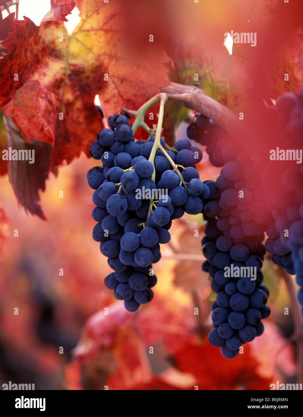 Barbera grapes vineyards hi-res stock photography and images - Alamy