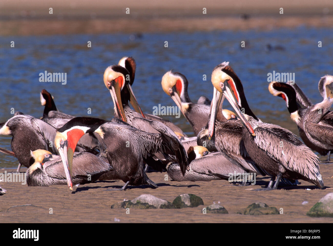 USA, California, Brown pelicans, breeding plumage, Pelecanus ...