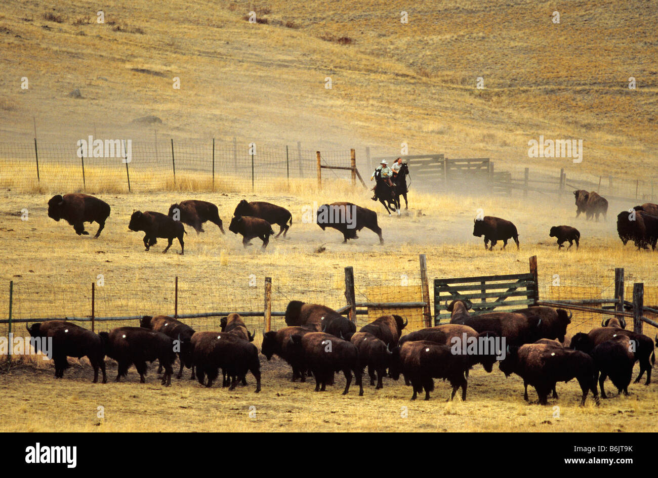 Buffalo roundup hi-res stock photography and images - Alamy