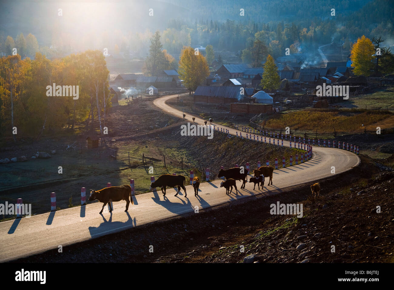 White haba hi-res stock photography and images - Alamy