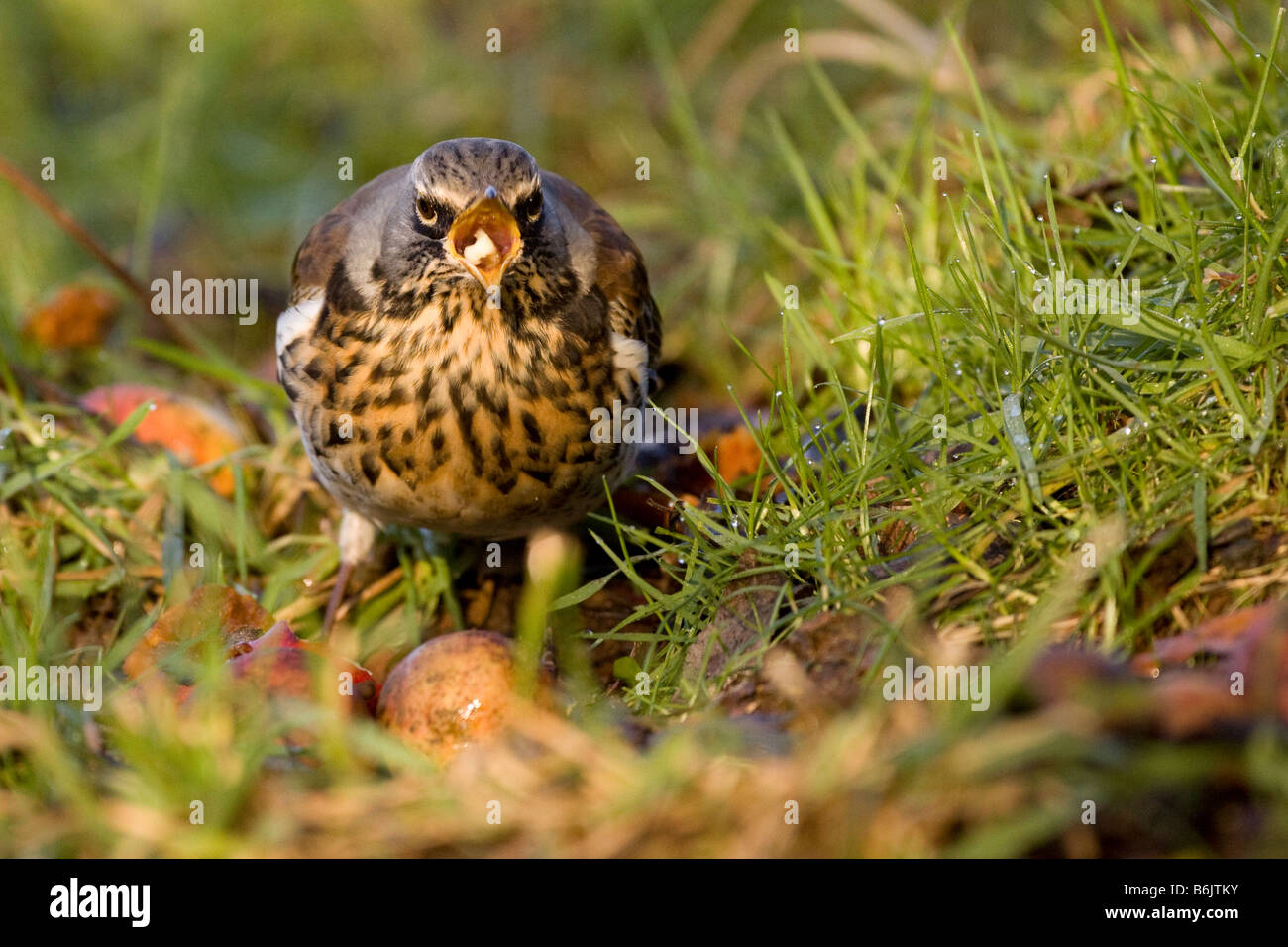Fieldfare flock hi-res stock photography and images - Alamy