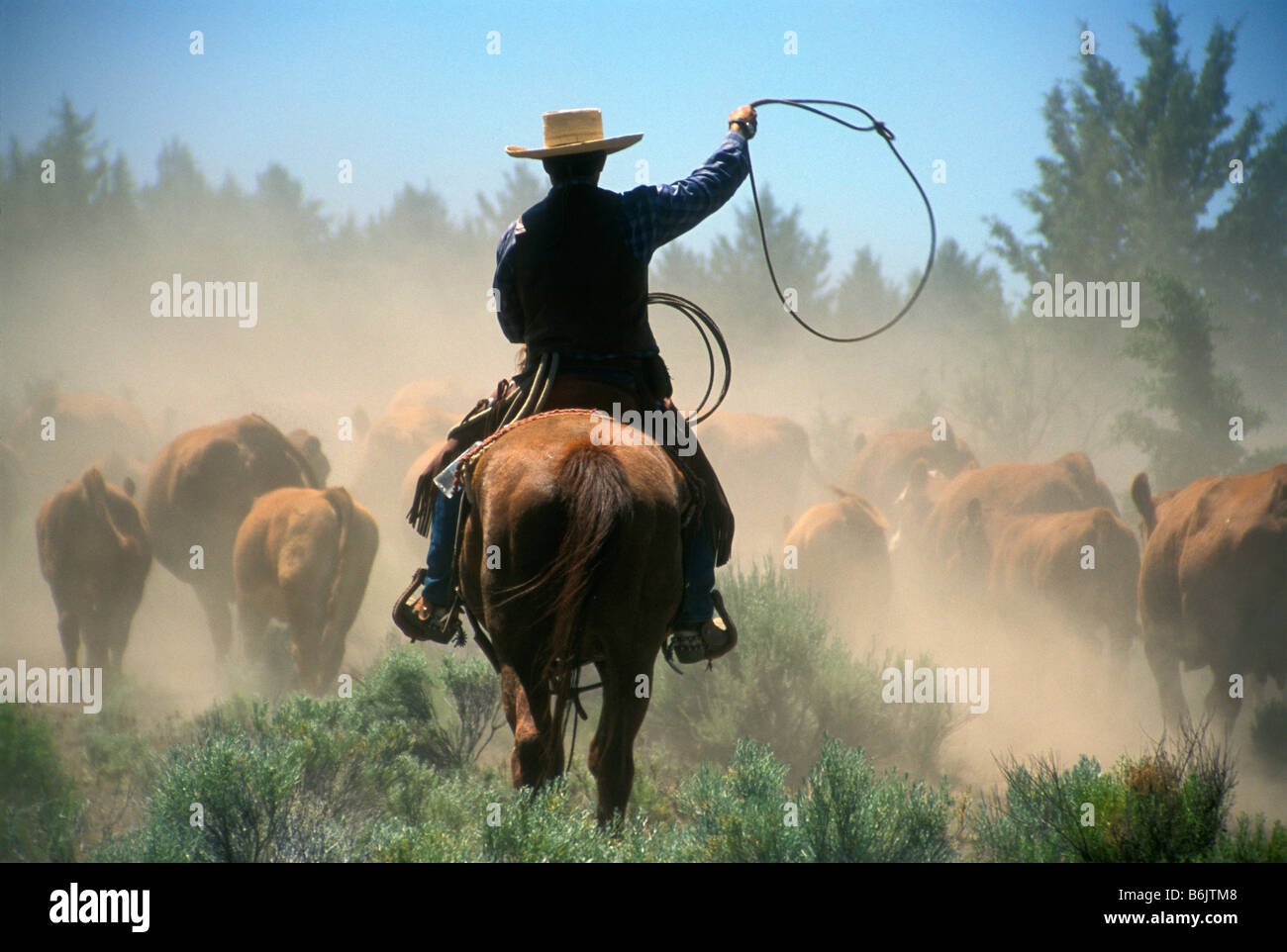 Cowboy on horse with lasso driving cattle through central Oregon. (MR ...