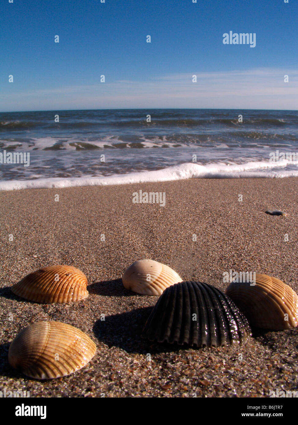 Shells on edisto beach south hi-res stock photography and images - Alamy