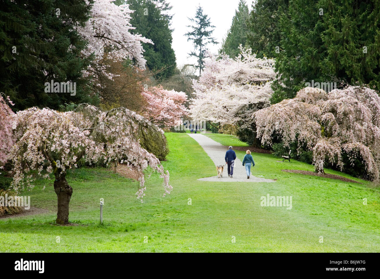 WA, Seattle, Washington Park Arboretum, Cherry trees blossoming in the ...