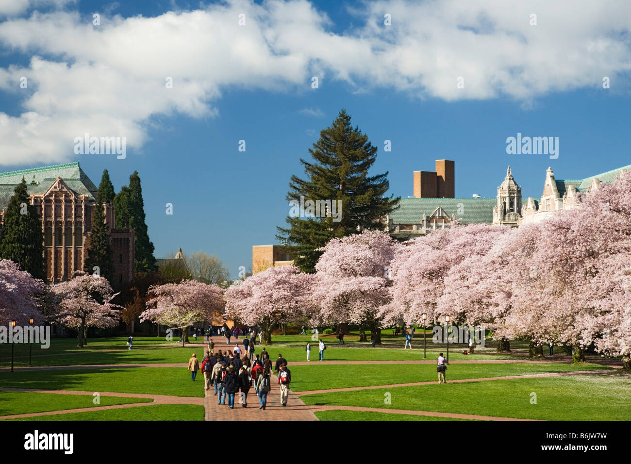 WA, Seattle, Cherry trees in bloom at the University of Washington ...