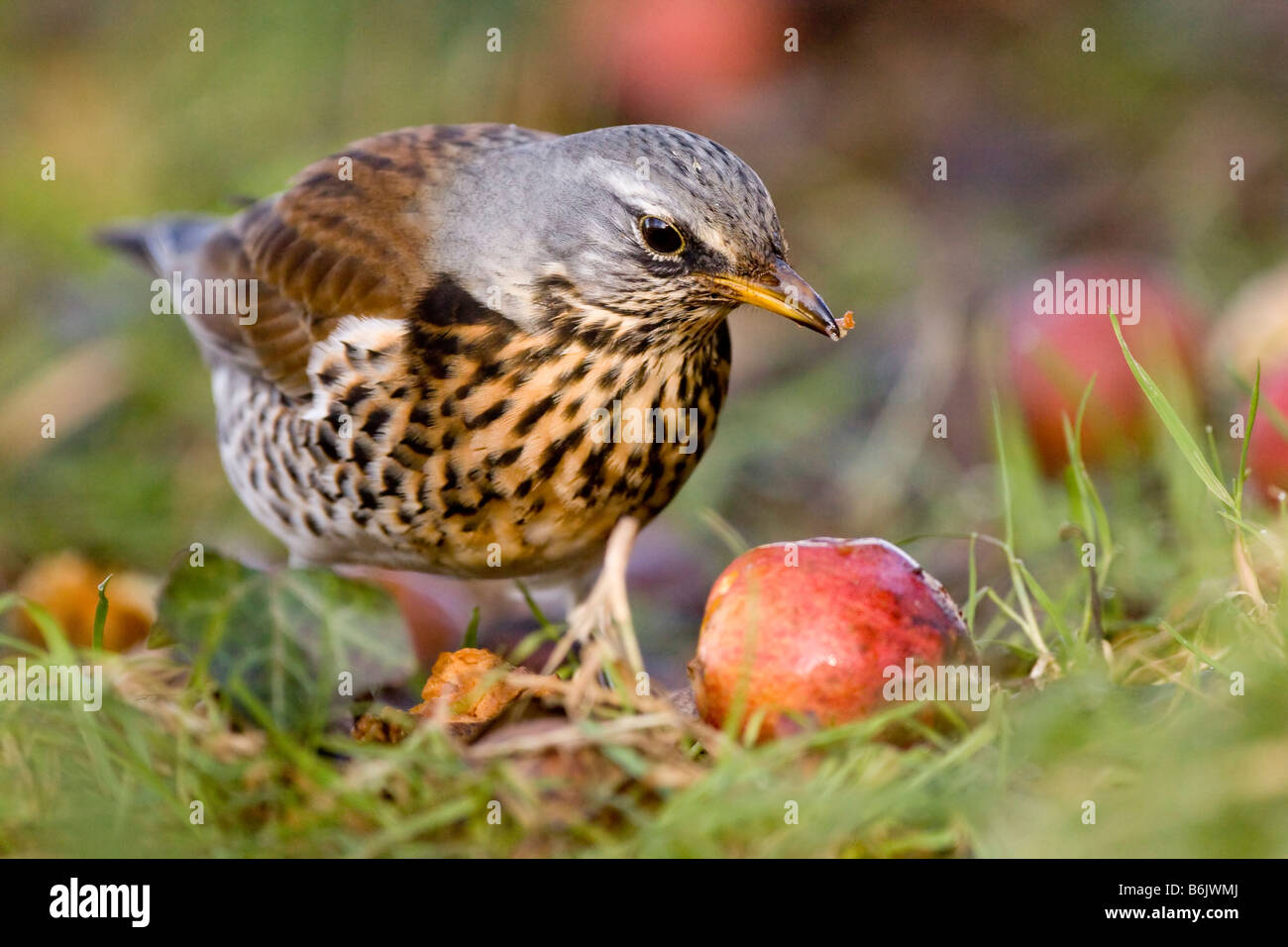 Fieldfare flock hi-res stock photography and images - Alamy