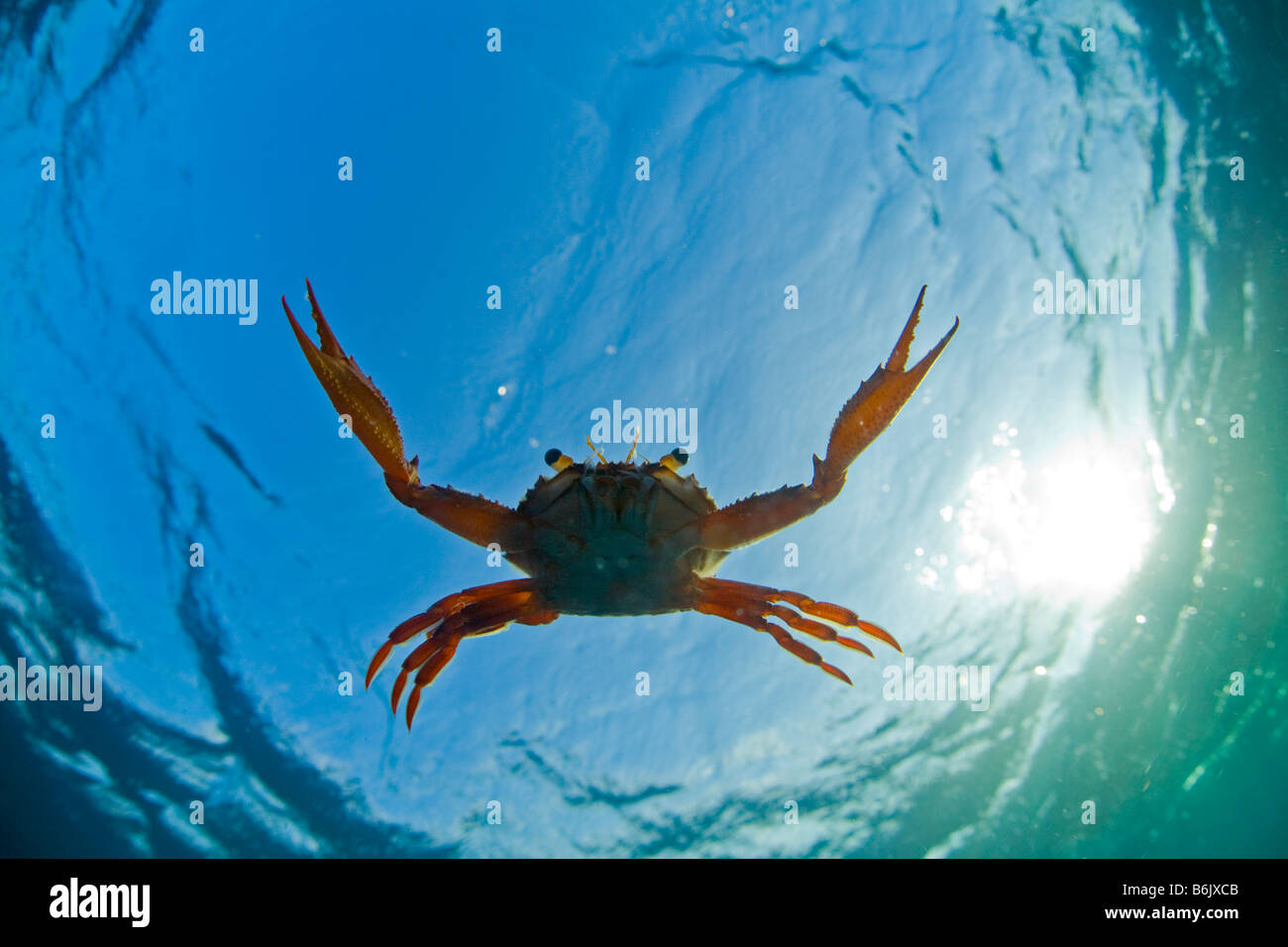 Djibouti. A Red Swimming Crab (Charybdis erythrodactyla) swims in the ...