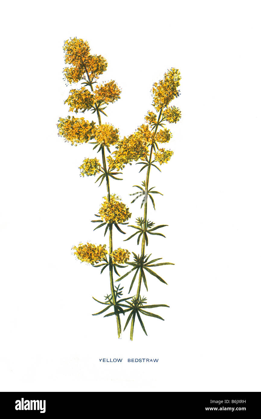 Yellow Bedstraw Galium verum 19th Century Illustration Frederick Edward ...