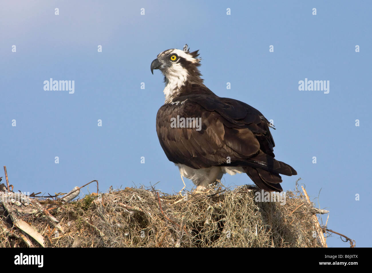 Osprey sitting hi-res stock photography and images - Alamy