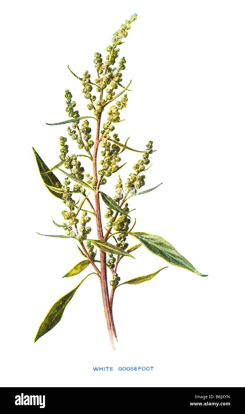 Chenopodium Goosefoot