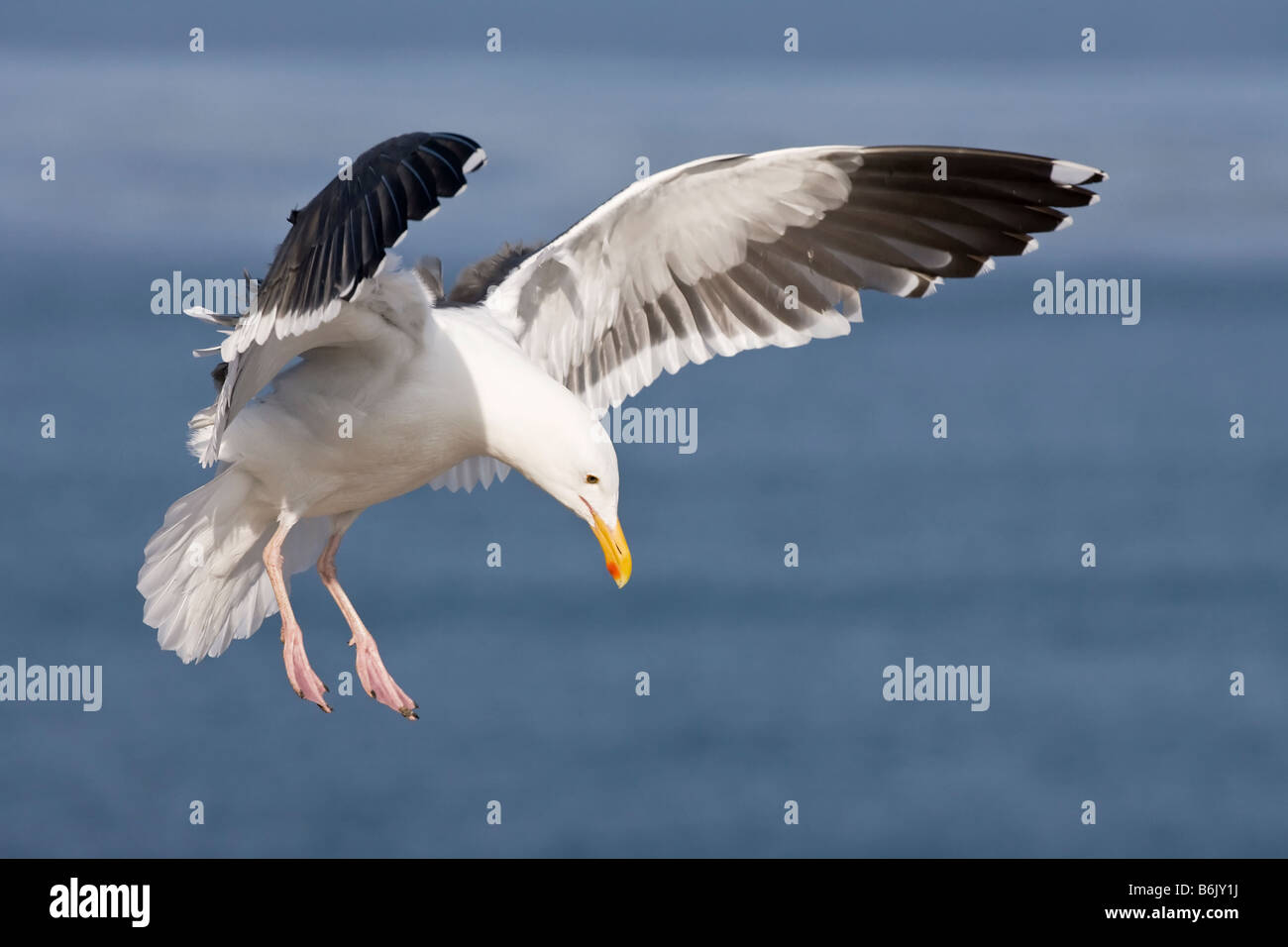 Gull seagull flight flying landing hi-res stock photography and images ...