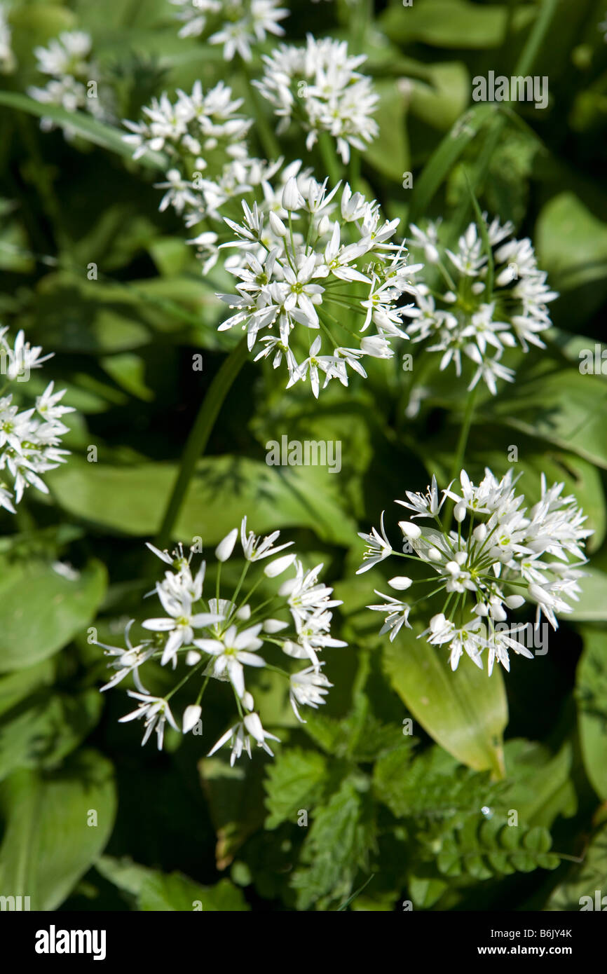 England, Dorset, Beaminster. Wild Garlic (Allium vineale) grows ...