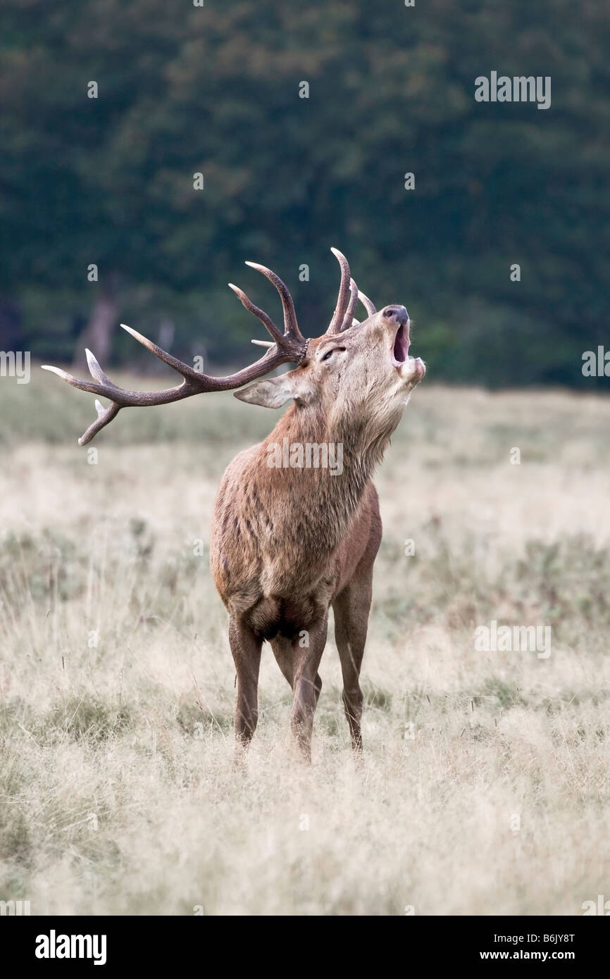 Territorial deer hi-res stock photography and images - Alamy