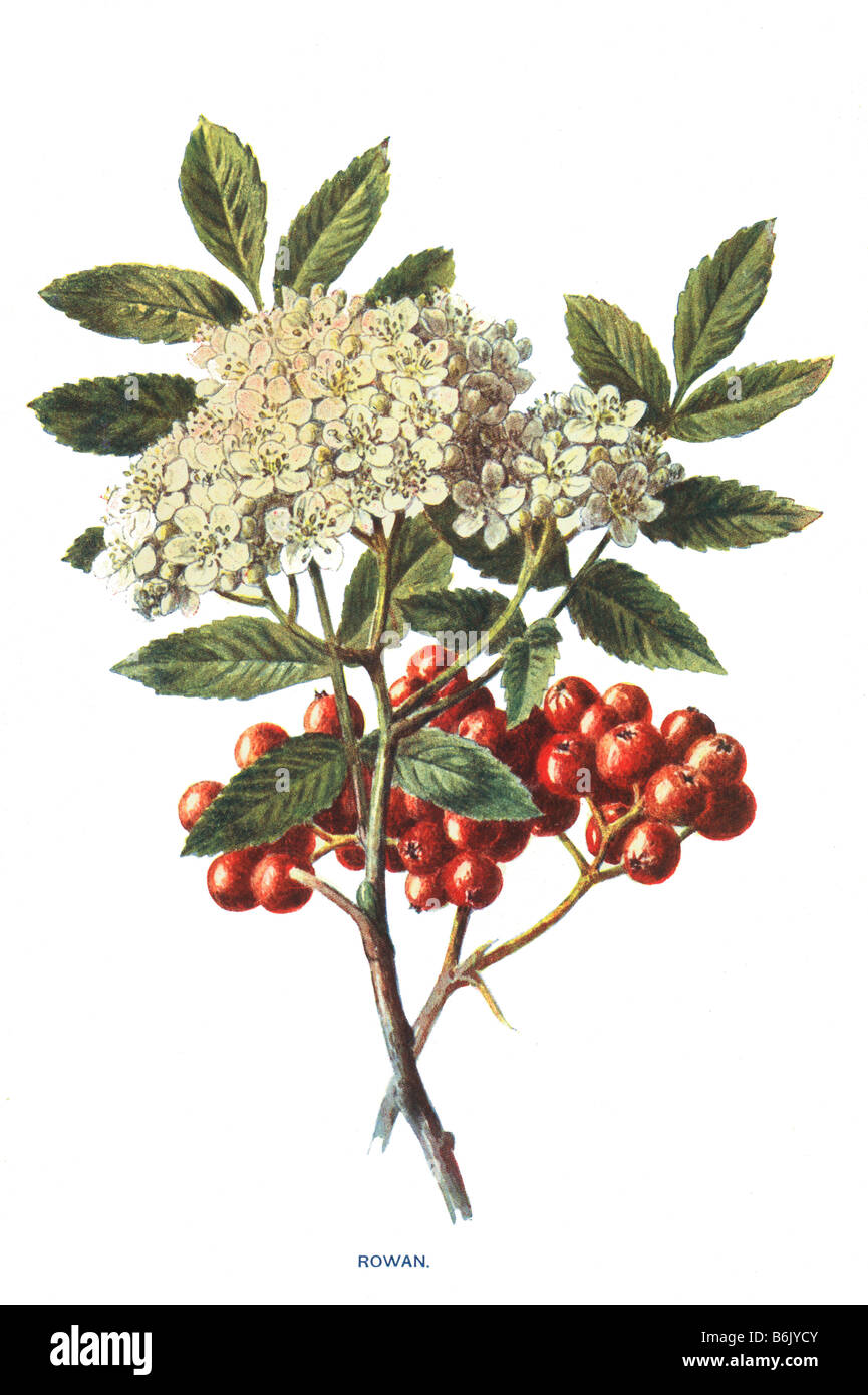 Rowan botanical illustration hi-res stock photography and images - Alamy
