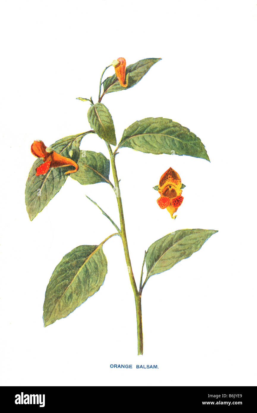 Orange Balsam Impatiens fulva 19th Century Illustration Frederick ...