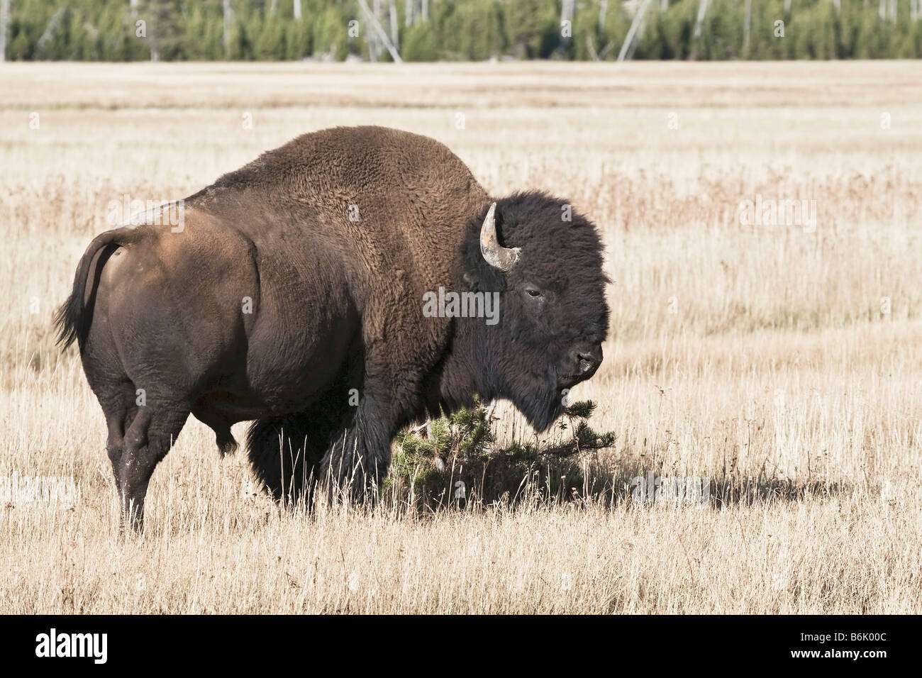 Alpha male american bison hi-res stock photography and images - Alamy