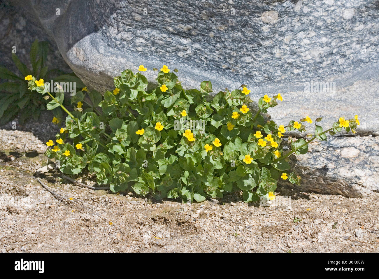 Yellow monkeyflower mimulus guttatus hi-res stock photography and ...