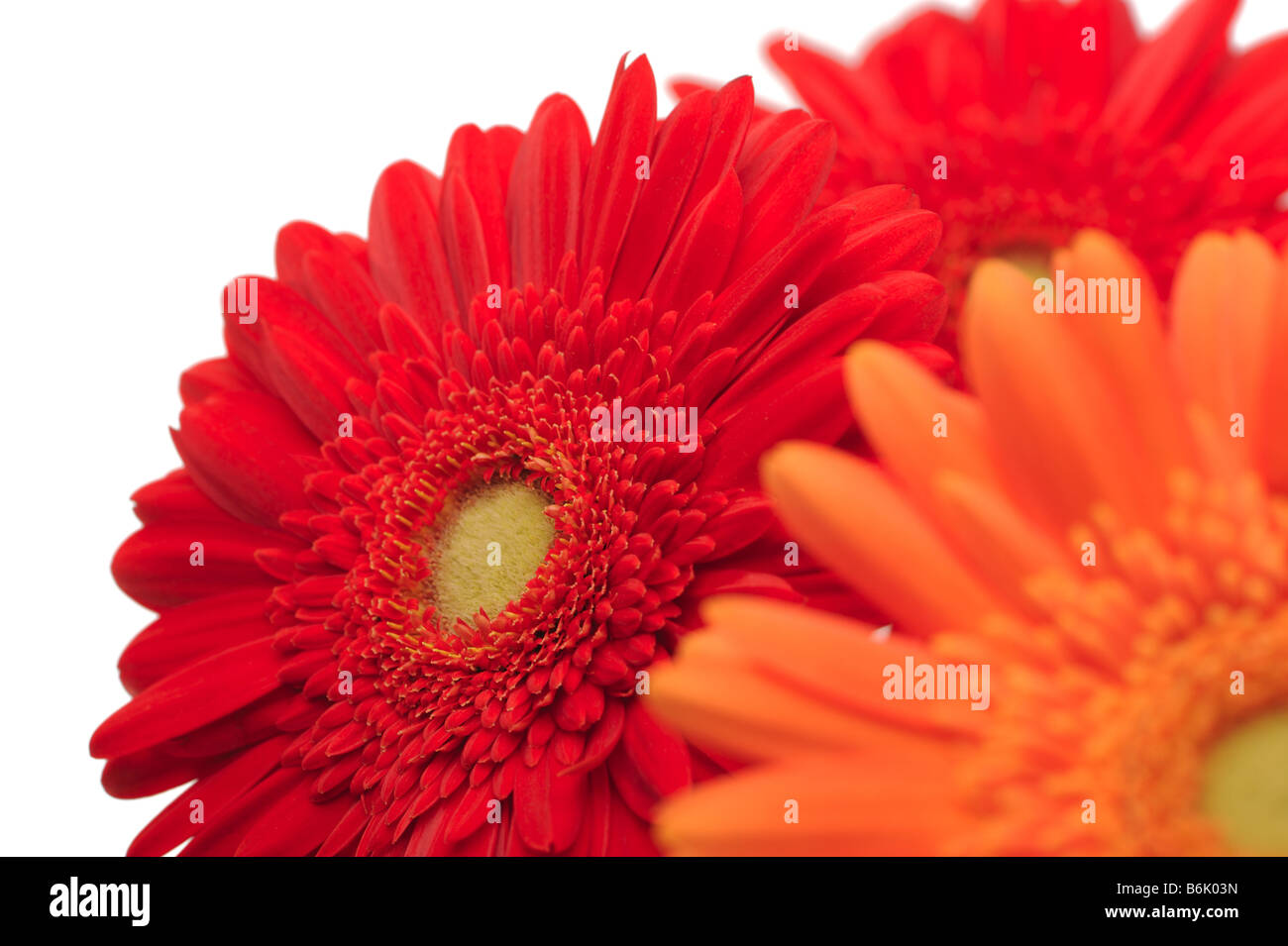 Three gerberas on a white background close up shot Stock Photo - Alamy