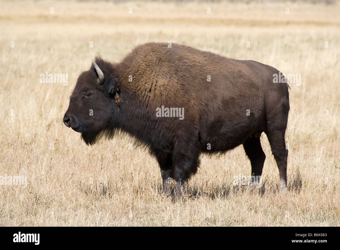 North american bison roaming hi-res stock photography and images - Alamy