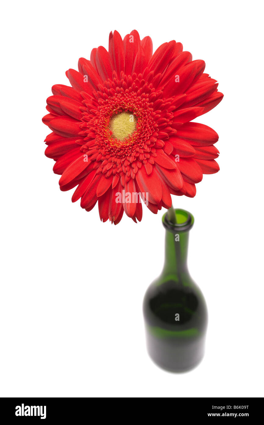 Gerbera red flower bouquet on Cut Out Stock Images & Pictures - Alamy