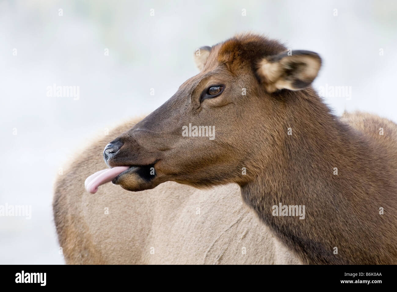 Yellowstone elk eating hi-res stock photography and images - Alamy