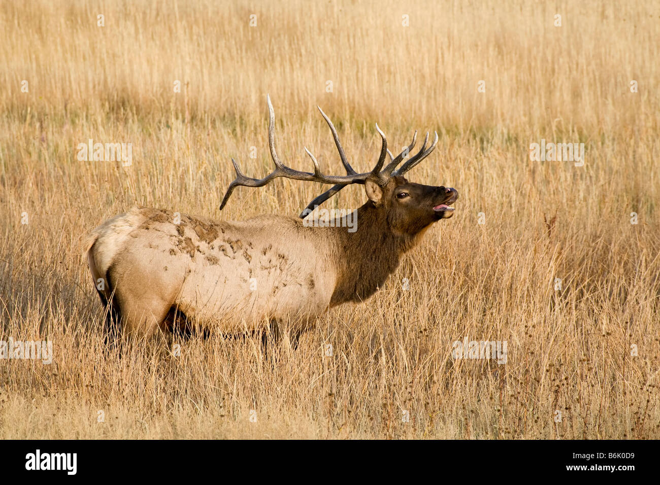 Male bull elk calling hi-res stock photography and images - Alamy
