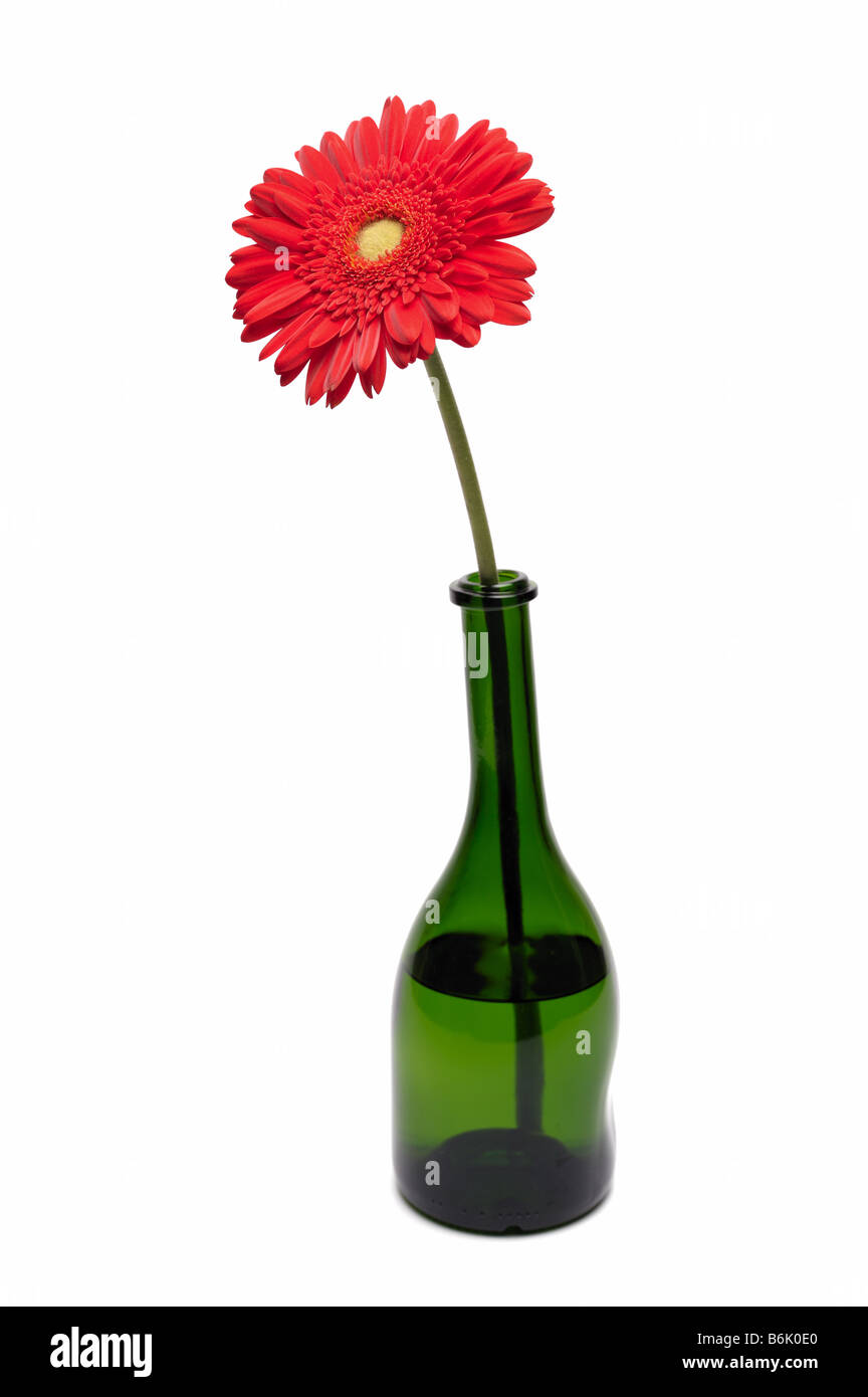 Single gerbera on a white background Stock Photo - Alamy