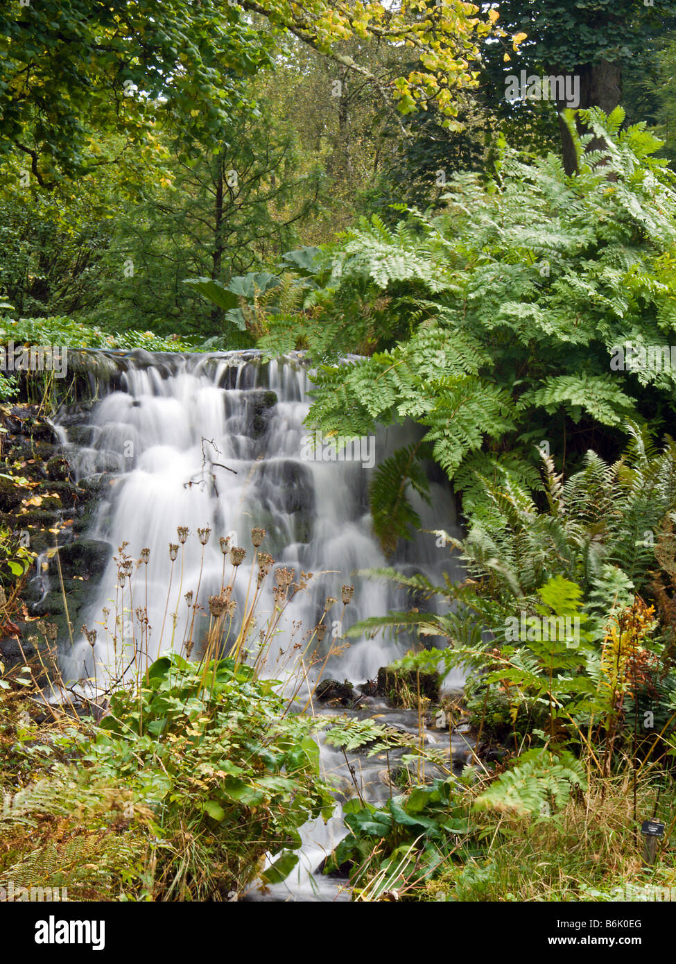 Trees and Ferns at one of the Water Falls in Dawyck Botanic Garden ...