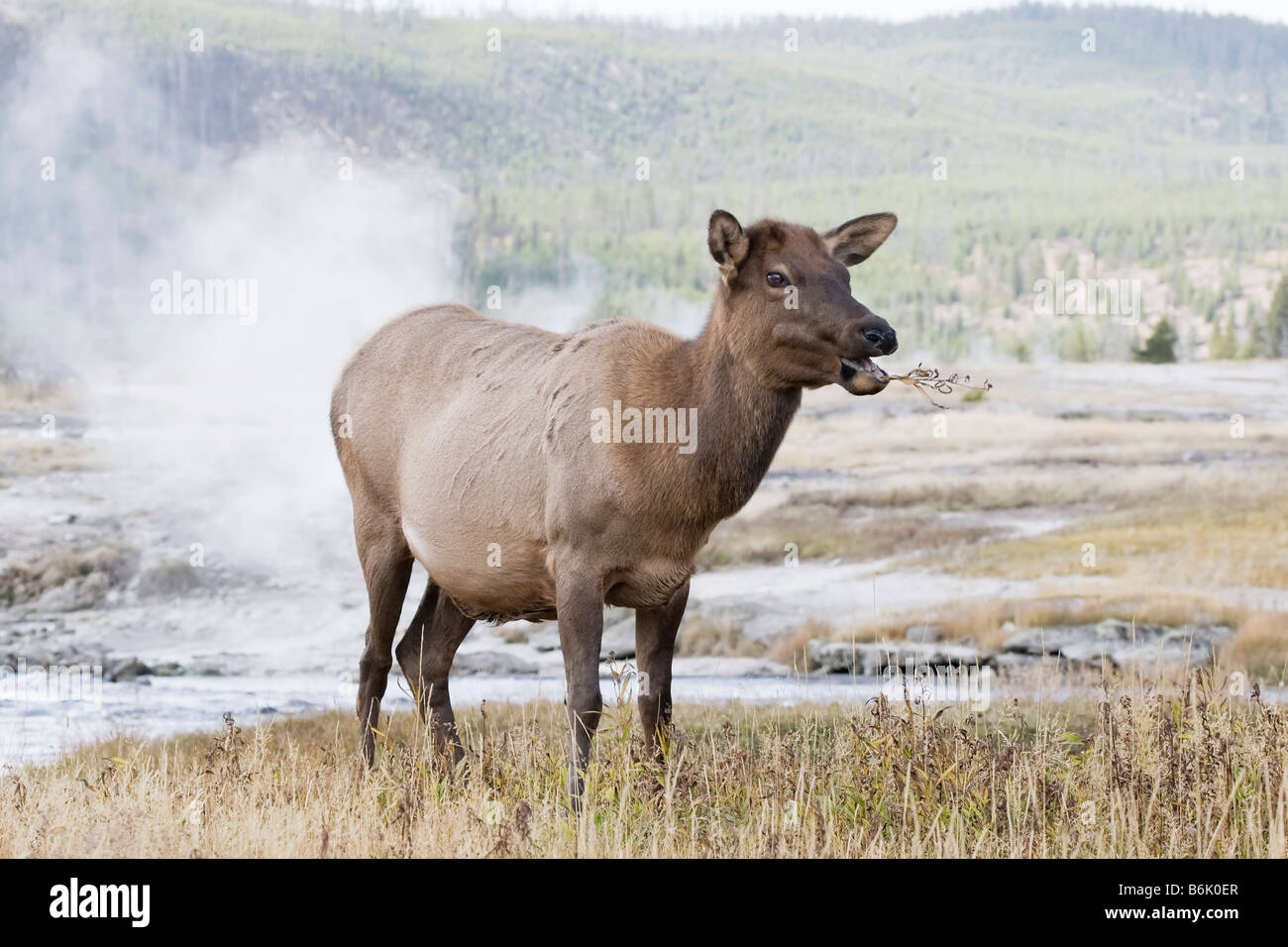 Female elk eating hi-res stock photography and images - Alamy