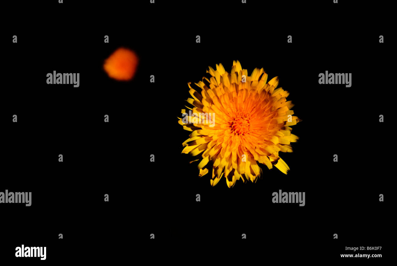 Sombre flower hi-res stock photography and images - Alamy