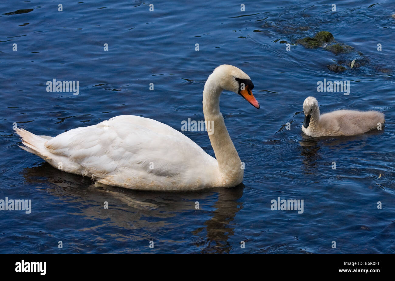 Cygnet river hi-res stock photography and images - Alamy