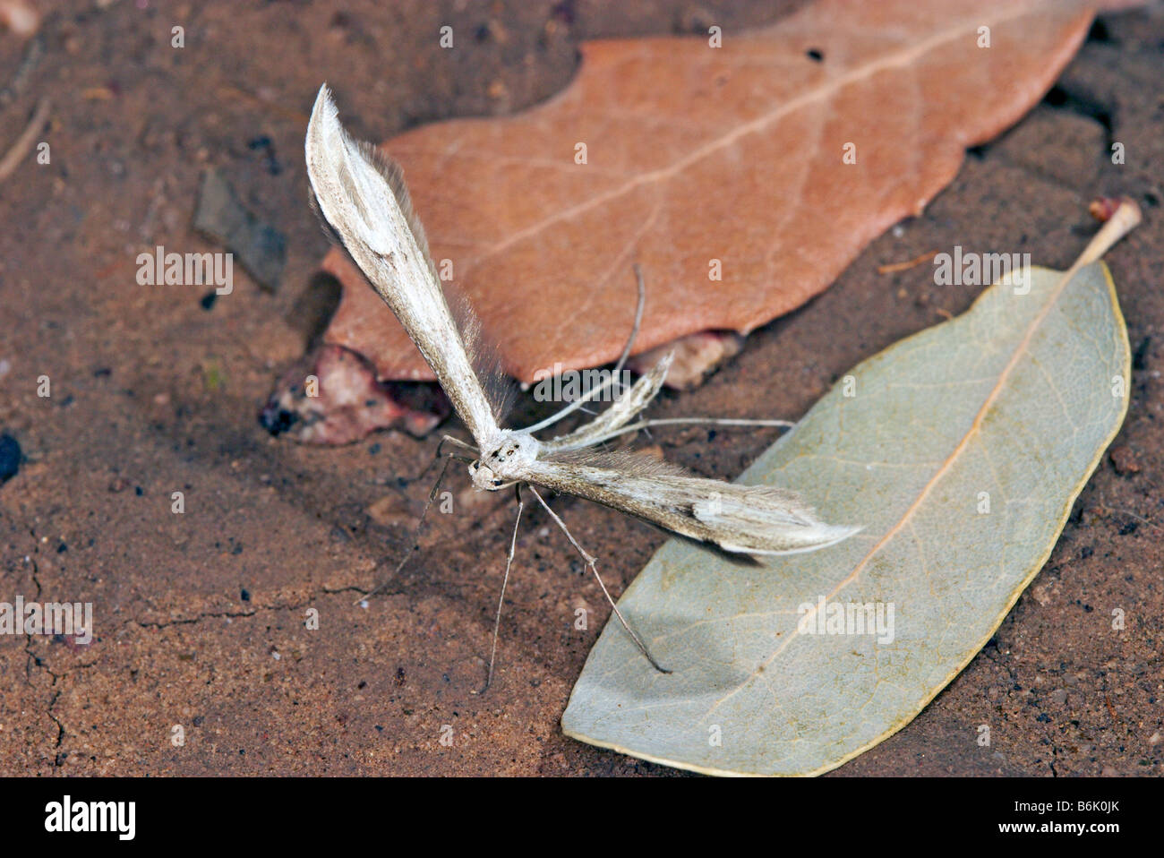 Moth Singularia walsinghami Black River White Mountains Arizona USA 26 ...