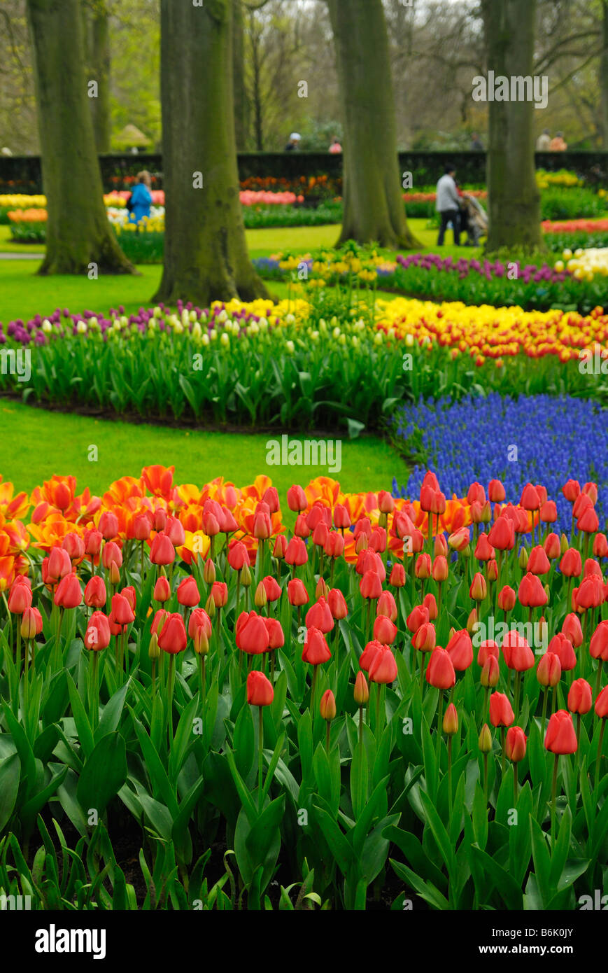 beautiful garden of colorful flowers in spring keukenhof The ...