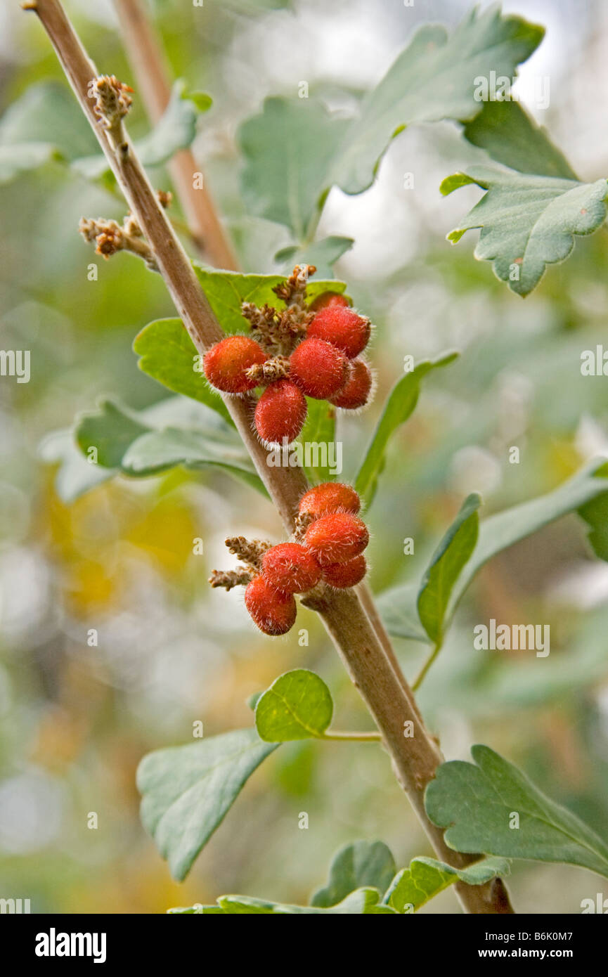 Skunkbush Sumac Rhus trilobata Tucson Arizona United States 29 July ...